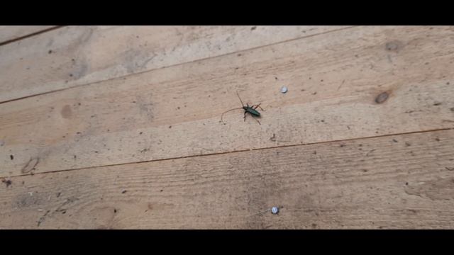 шустрое  тараканище