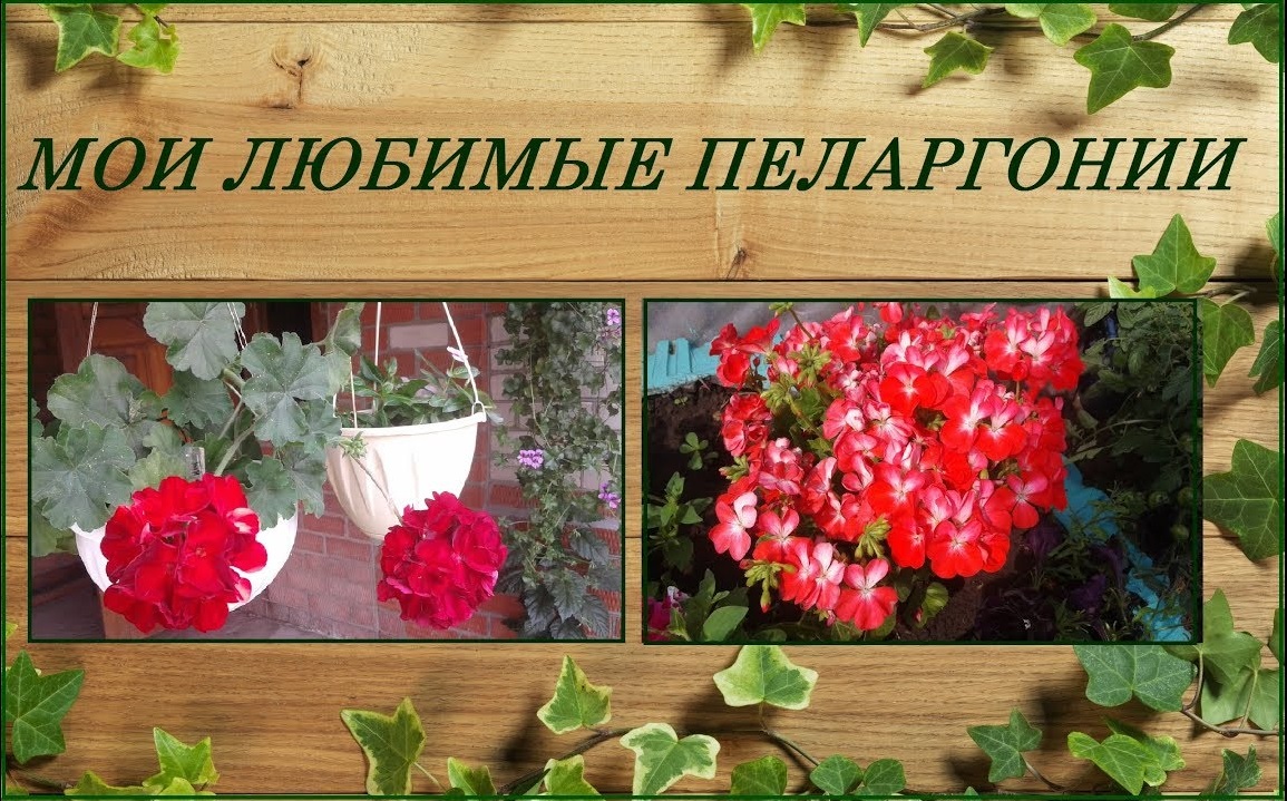Мои любимые пеларгонии. Гибрид зональной и ампельной пеларгоний