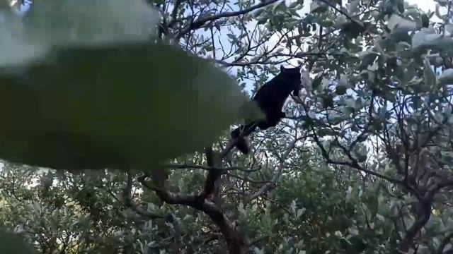 Кот оттяжник