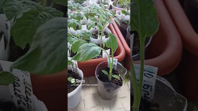 Уродливая рассада среди Томатных гномов.