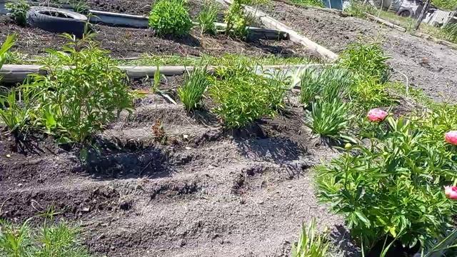 Пион зацвел.