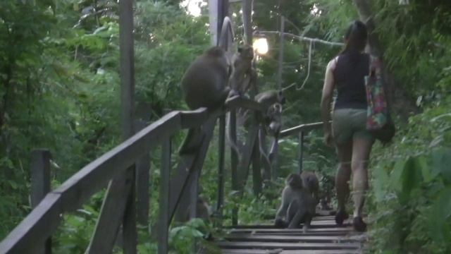 Таиланд провинция Краби Тропа Обезьян