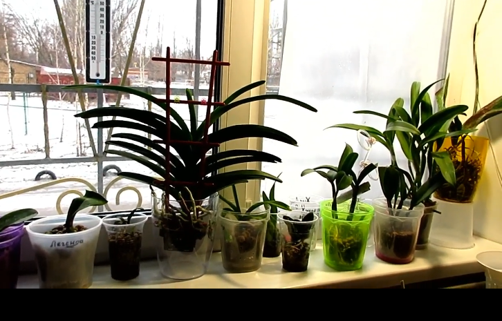 Обзор развития моих орхидей в 2018 г Overview of the development of orchids in 2018.mp4