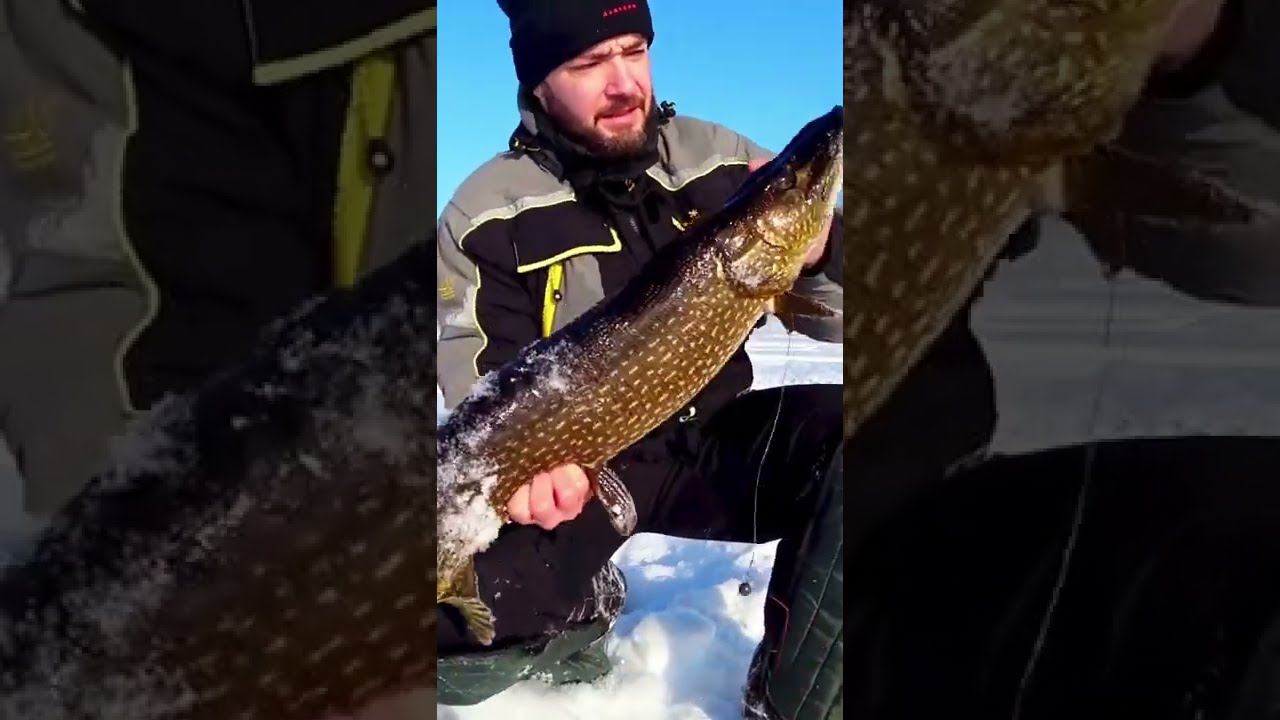 Крупная щука на жерлицу #short #shorts