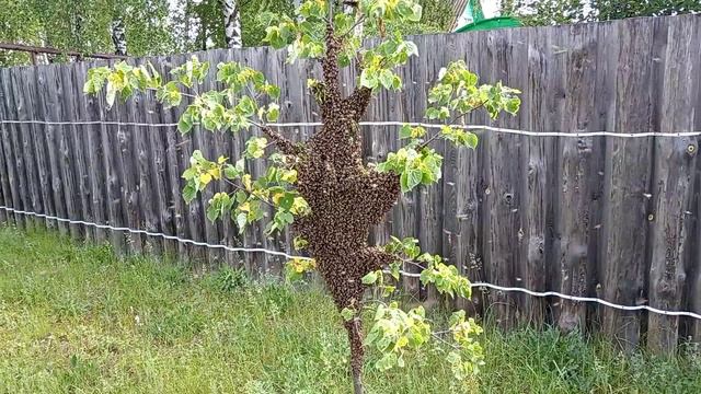 Двенадцатое роение на пасеке (04.06.2024 года)