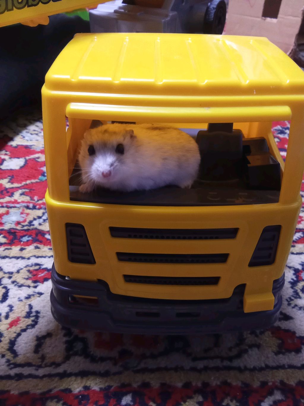 аоура