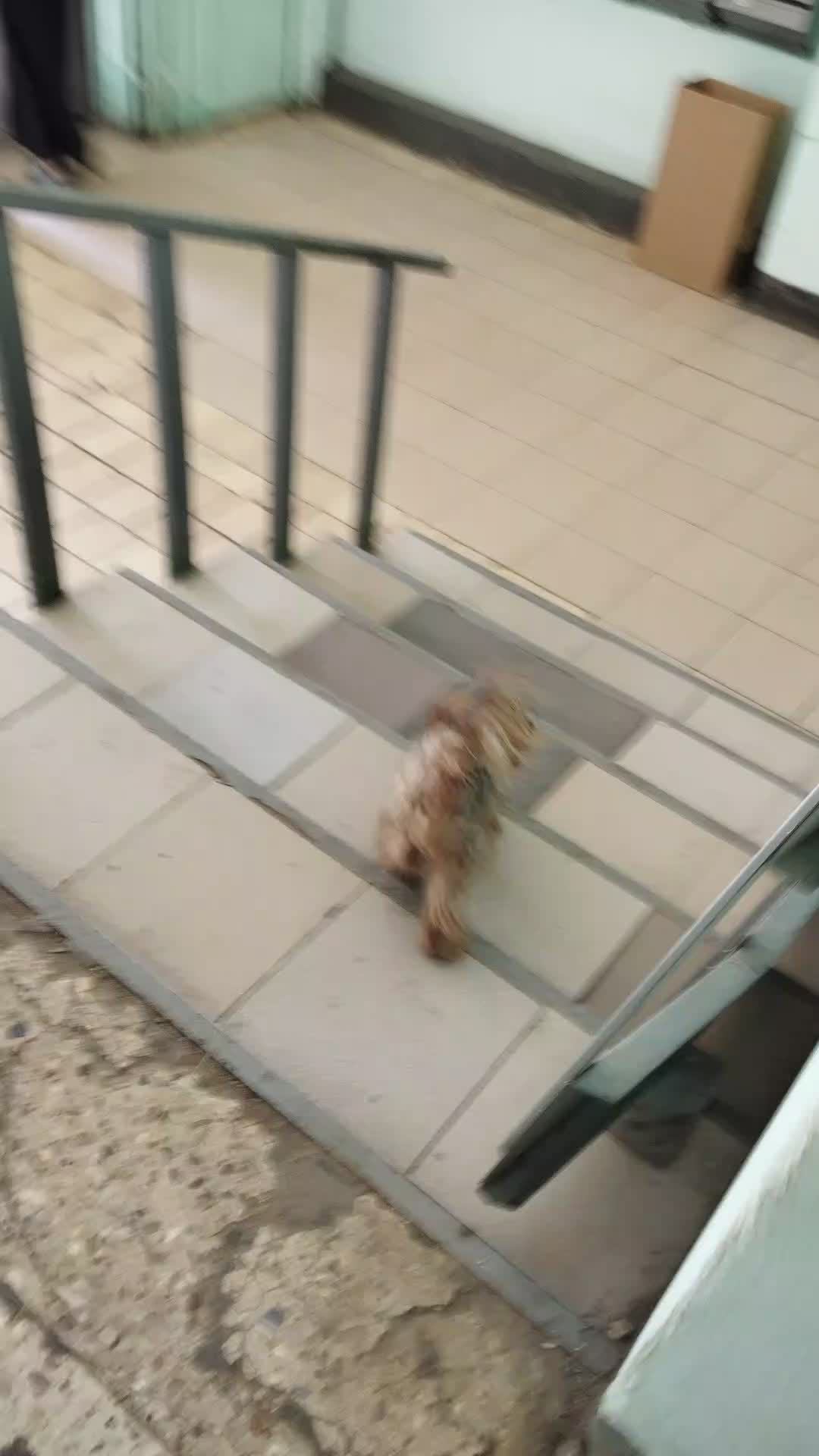 Прогулки с собаками, 30-авг-2024