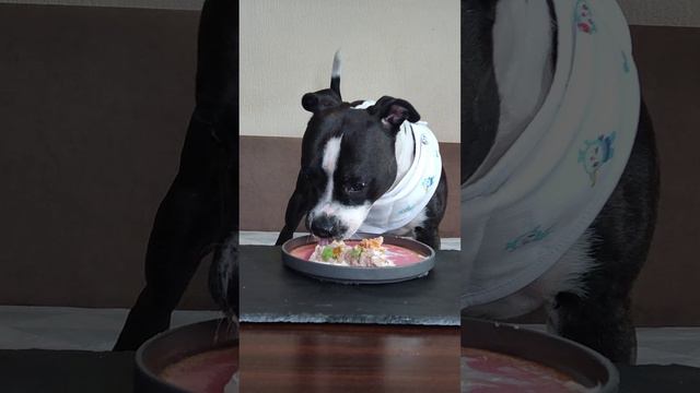 Фрикадельки! Оценка от стаффи 🍽️ #staffy #pet #cooking #meat #dog #animals #trend #стаффи #повар