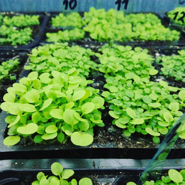 Выращивание табака полный процесс. Часть 1 Посев на рассаду