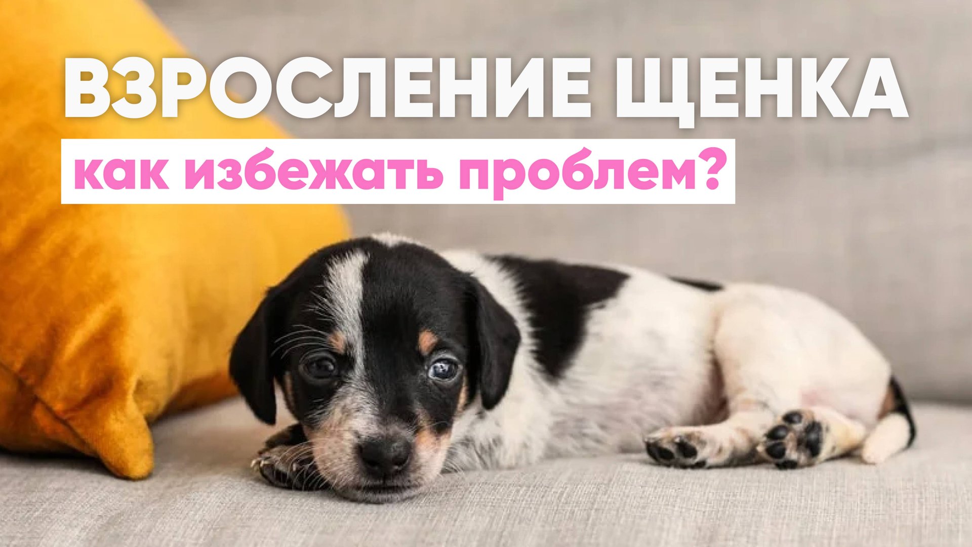 В вашей жизни появился ЩЕНОК🐾  Какие ПРОБЛЕМЫ могут возникнуть в воспитании и как их РЕШИТЬ✅