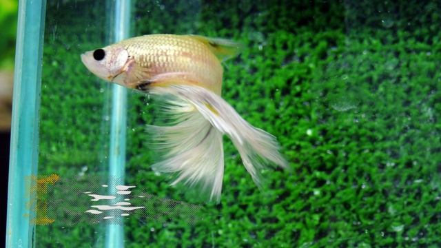 Рыбка петушок - бойцовая рыбка