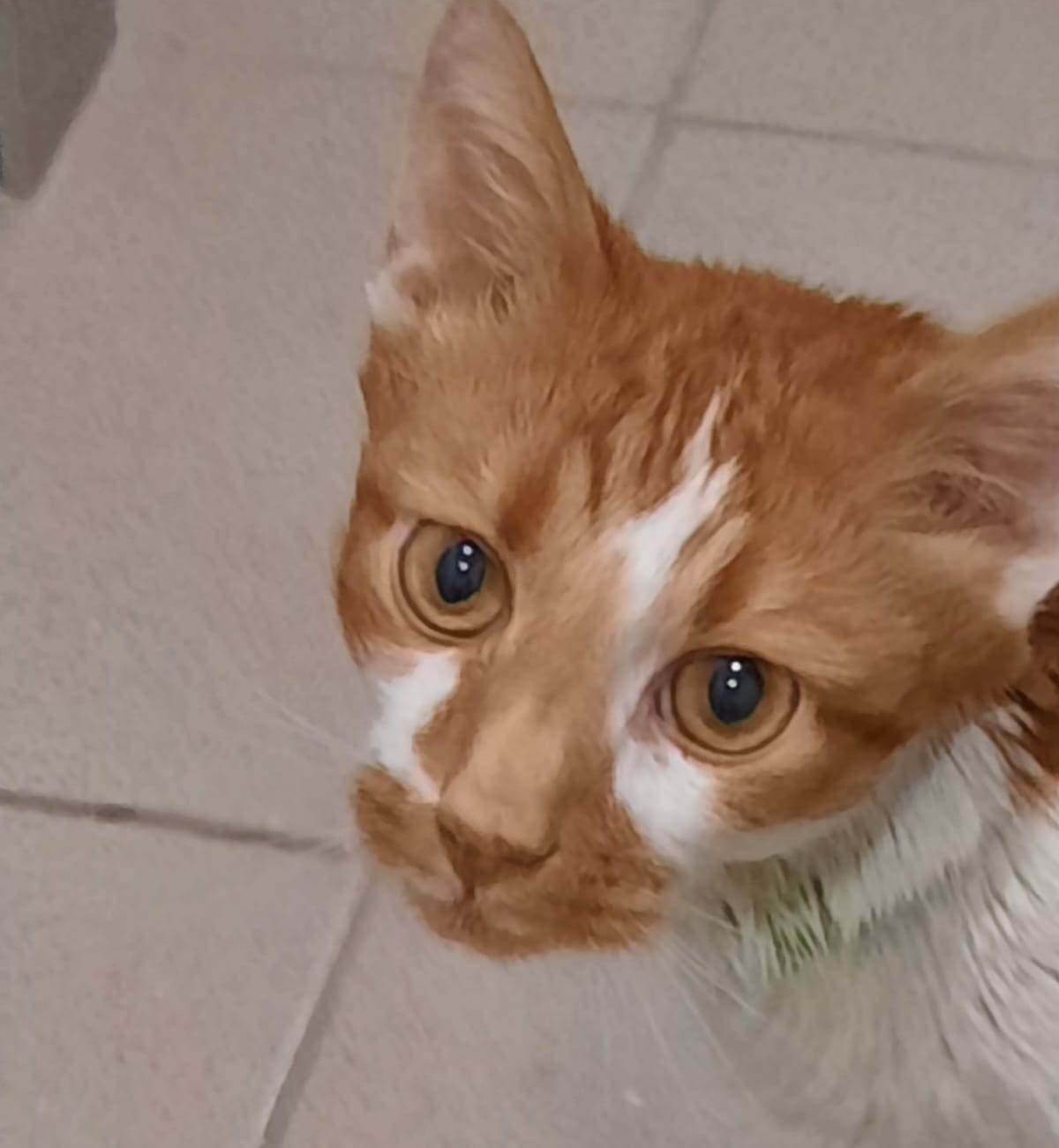 Рыжему котику Василию очень нужен дом и любящий хозяин, тел 8-916-193-84-83 Юлия