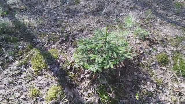 VID_014 Елочка.mp4