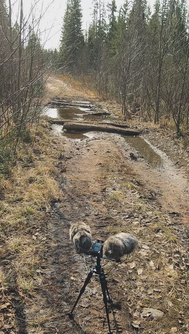 Любовь на обочине | Лягушачьи свадьбы