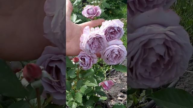 Роза Новалис (Novalis) - настоящая сиреневая роза)