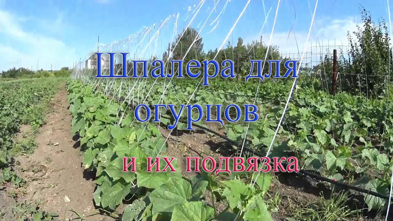 Шпалера для огурцов своими руками и подвязка огурцов.