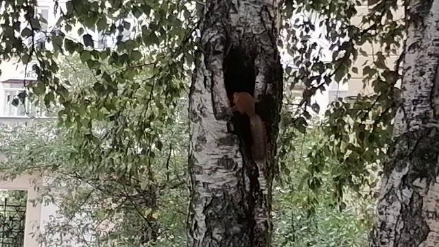 Белочка во дворе