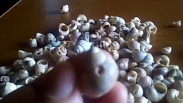 Декоративная штора из ракушек.mp4