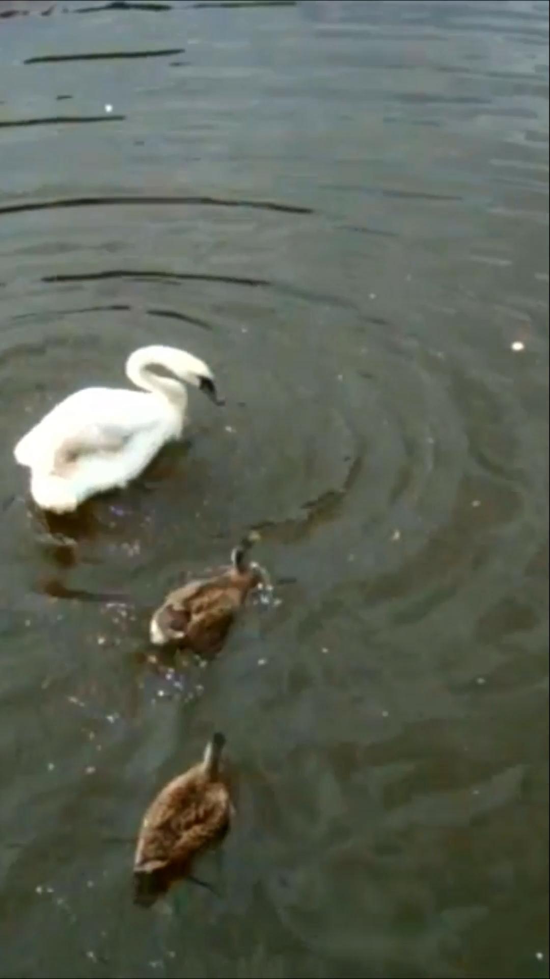 Слепой ЛЕБЕДЬ танцует за корм.