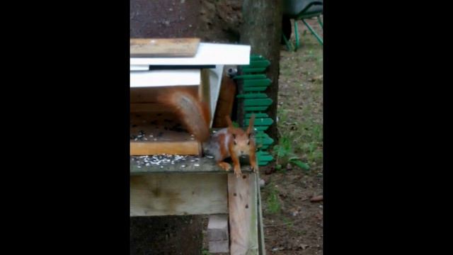 Lens: Белки на даче.