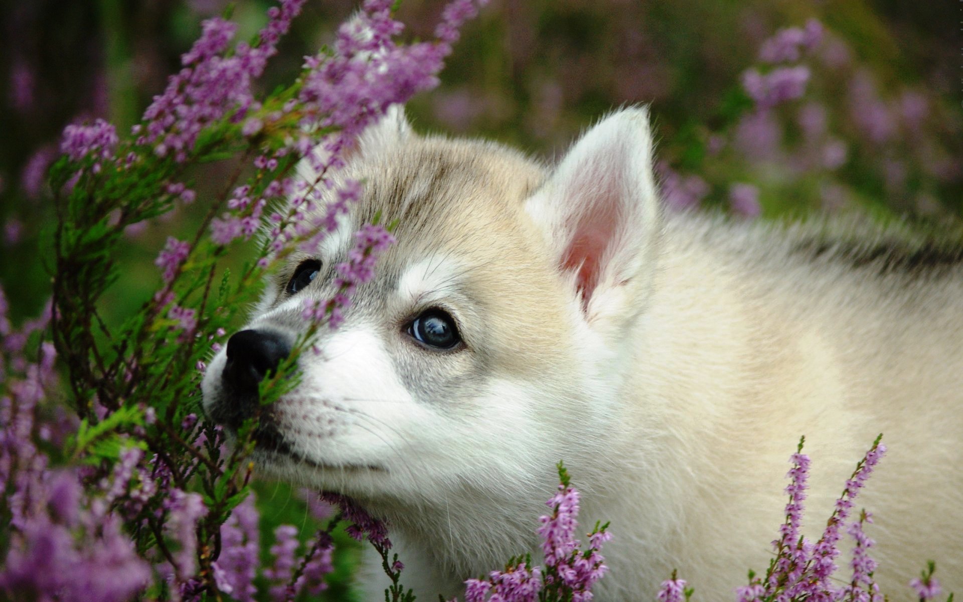 А.Дворжак Романтическая пьеса-2.