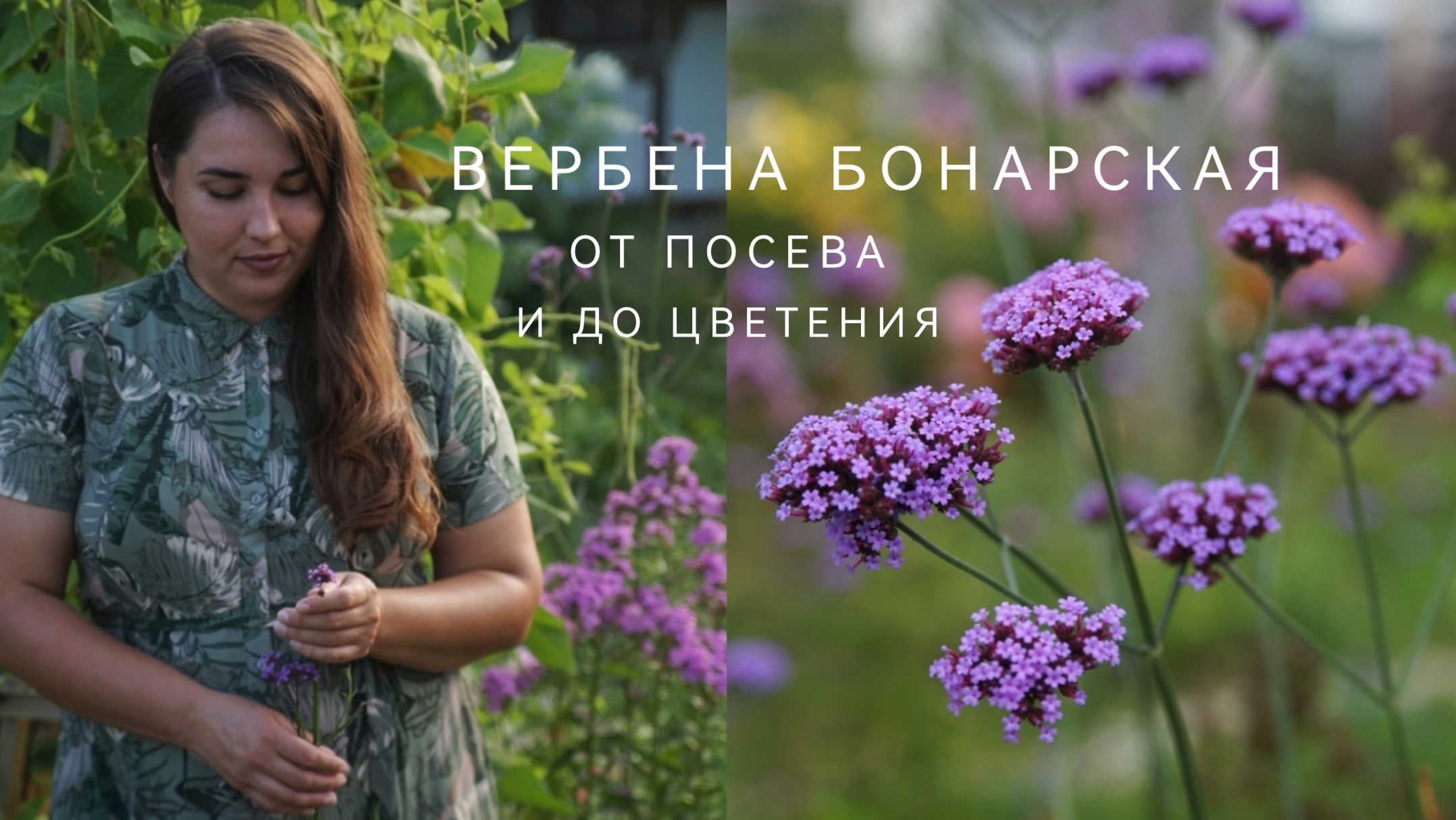 ВЕРБЕНА БОНАРСКАЯ ОТ ПОСЕВА И ДО ЦВЕТЕНИЯ