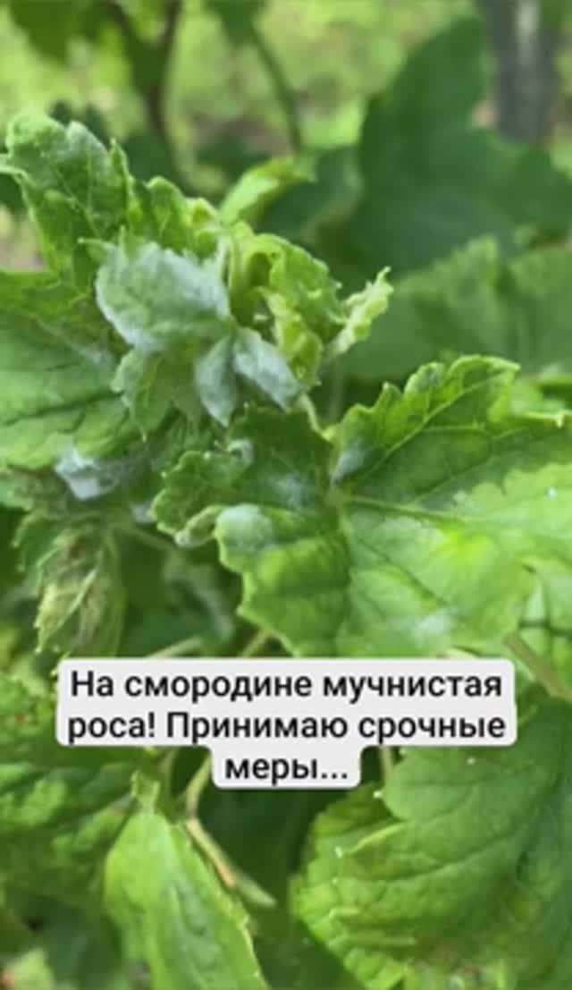 На смородине мучнистая роса! Срочно принимаю меры...