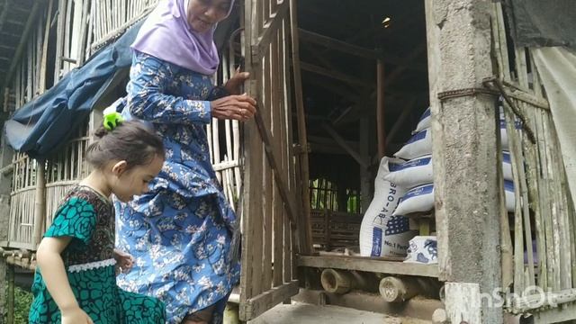 Домашняя куриная ферма