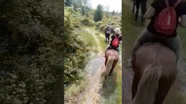 Конные прогулки в Лазаревском