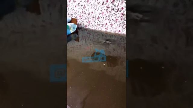 Рыбалка прямо в квартире ??