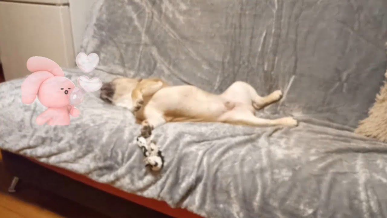 Мадам, вы кто? Оставьте мои вещи! Утро 1 января. Французский бульдог Жорик