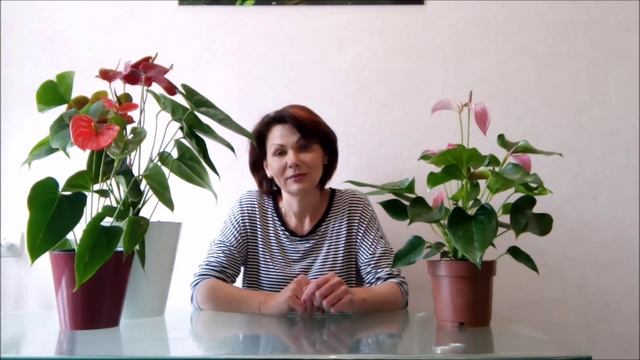 Антуриум Джоли Пинк (Joli Pink), краткий обзор сорта