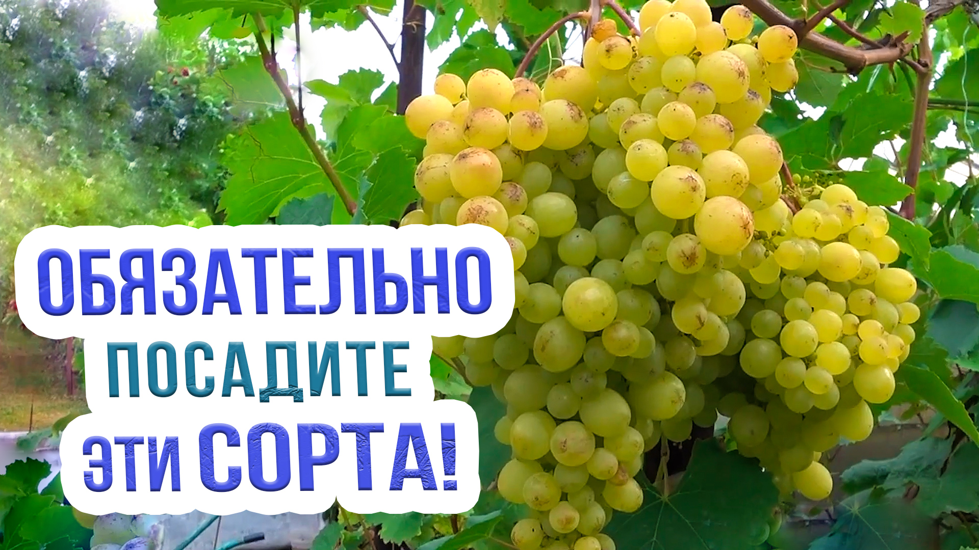 Обзор сортов винограда БЧЗ, Кремовый, Карамелька, Алешенькин. Лучшие сорта винограда для Сибири