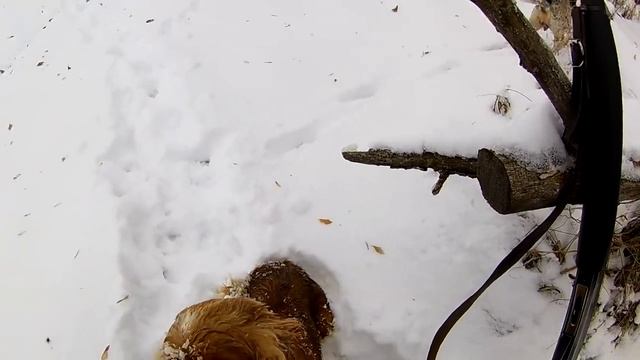 ЗАЯЦ - ДОРОГО ДОСТАЛСЯ (охота на зайца - декабрь сезон 2018).mp4