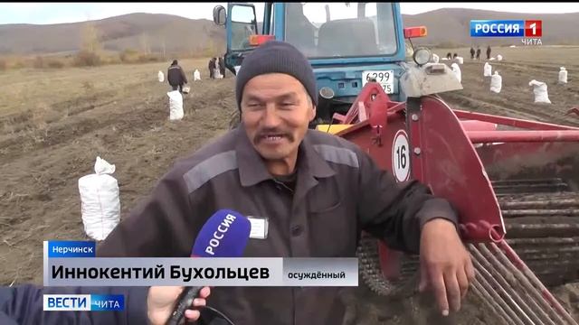 Миссия - собрать 150 тонн - в нерчинской колонии начали собирать урожай картофеля