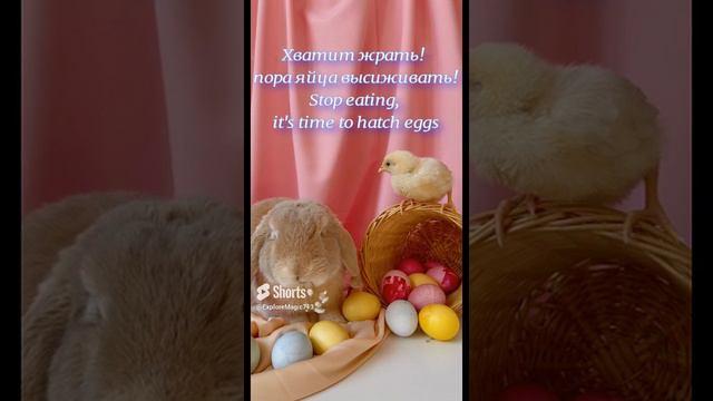 Хватит жрать!Stop eating! it's time to hatch the eggs#nature #wildlife