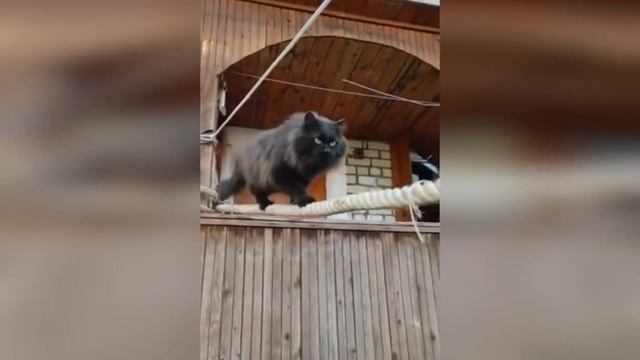 КОШКИ Приколы с Котами и Кошками 2021 КОТЫ Смешные Кошки Funny Cats.mp4