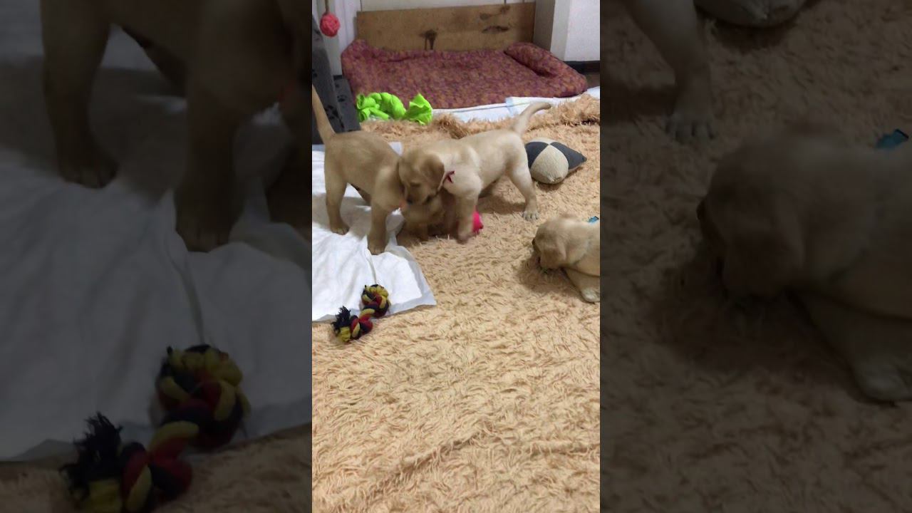 Щенки лабрадора «SHATSKIKH’ s DOGS» WEST SIB STORY DEVICE + ТЕСОРО РУССО ГОЛДЕН СТАР / 2020г.