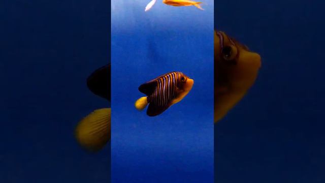 Рыба шевелит глазом. Интересный момент. Александра Миркушова