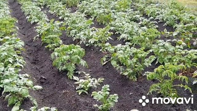 Ура!!! Долгожданный дождь!