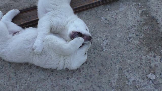 Лапку дай! АЛАБАЙКАМ 2 месяца!