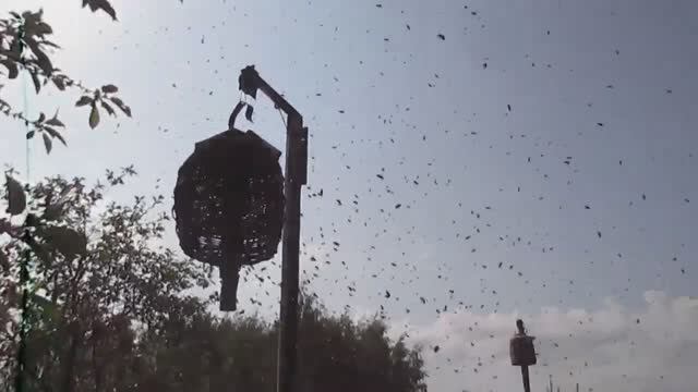 Как я ловил рои на своей пасеке в 2023 году