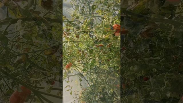 Что осталось от теплицы в середине сентября