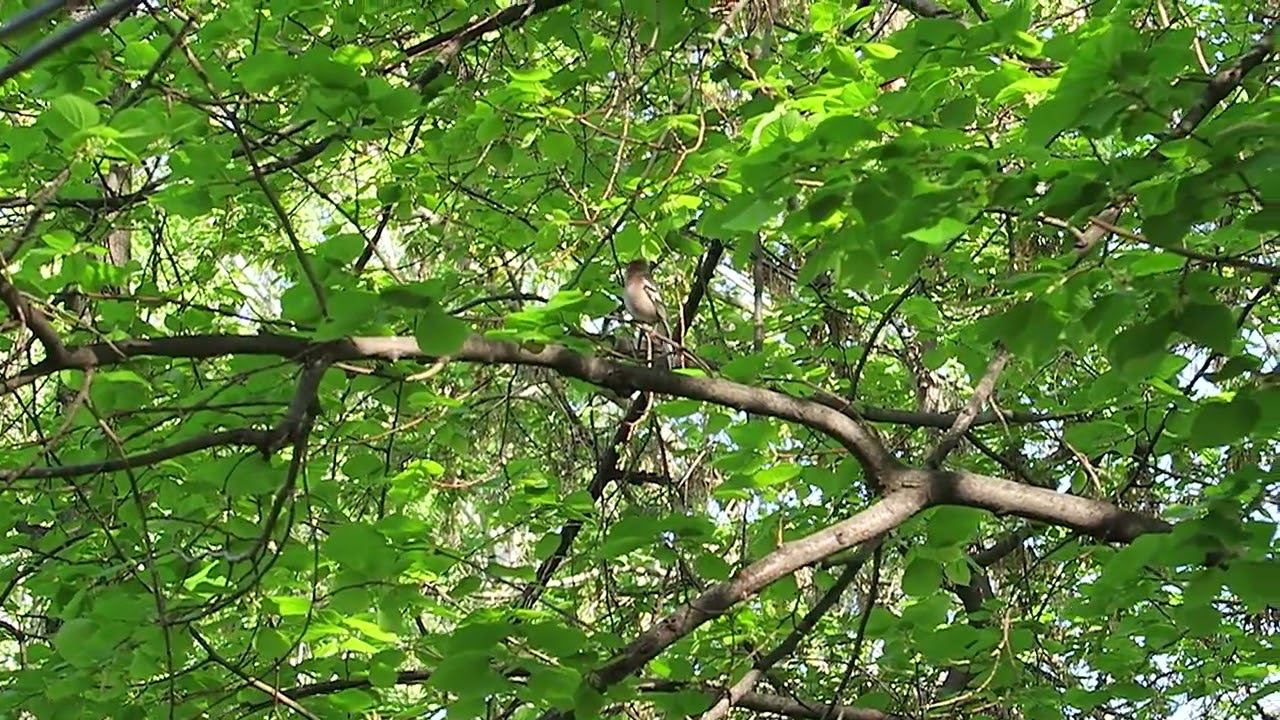 Зяблик поёт