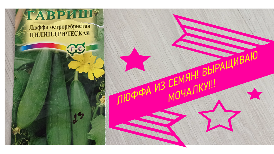 ЛЮФФА ИЗ СЕМЯН!ВЫРАЩИВАЮ МОЧАЛКУ!#ЛЮФФА#люффаизсемян#люффавыращивание#люффасемена#люффарассада#каквы