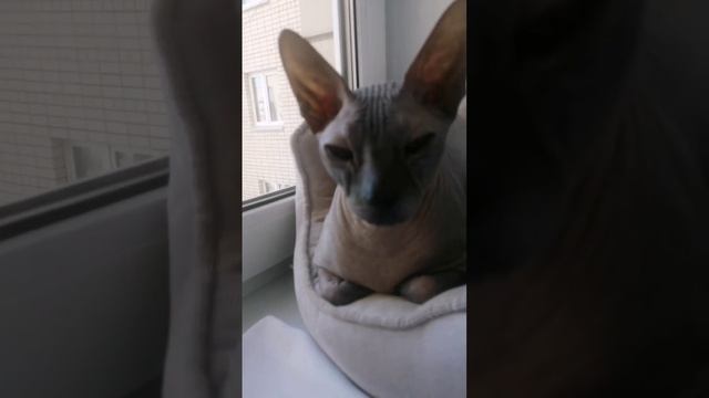 БОНЯ. Наша любимая кошка