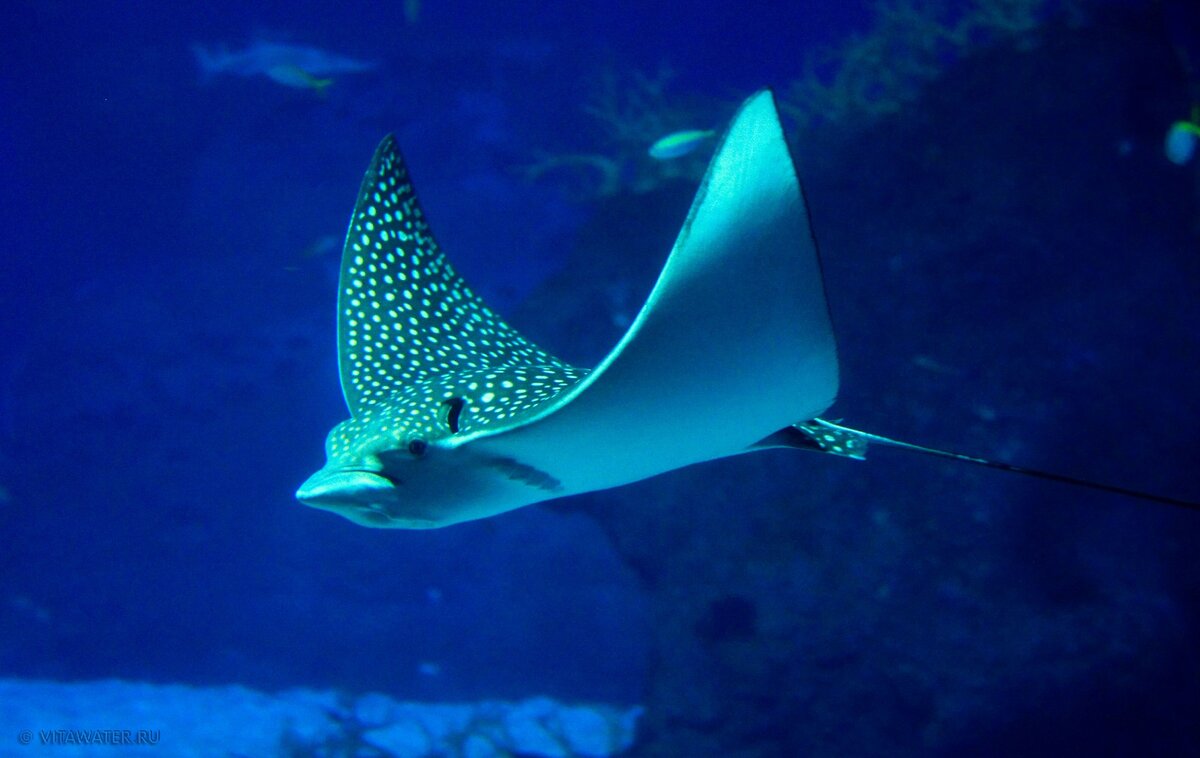 290.Трофеи 79.mp4