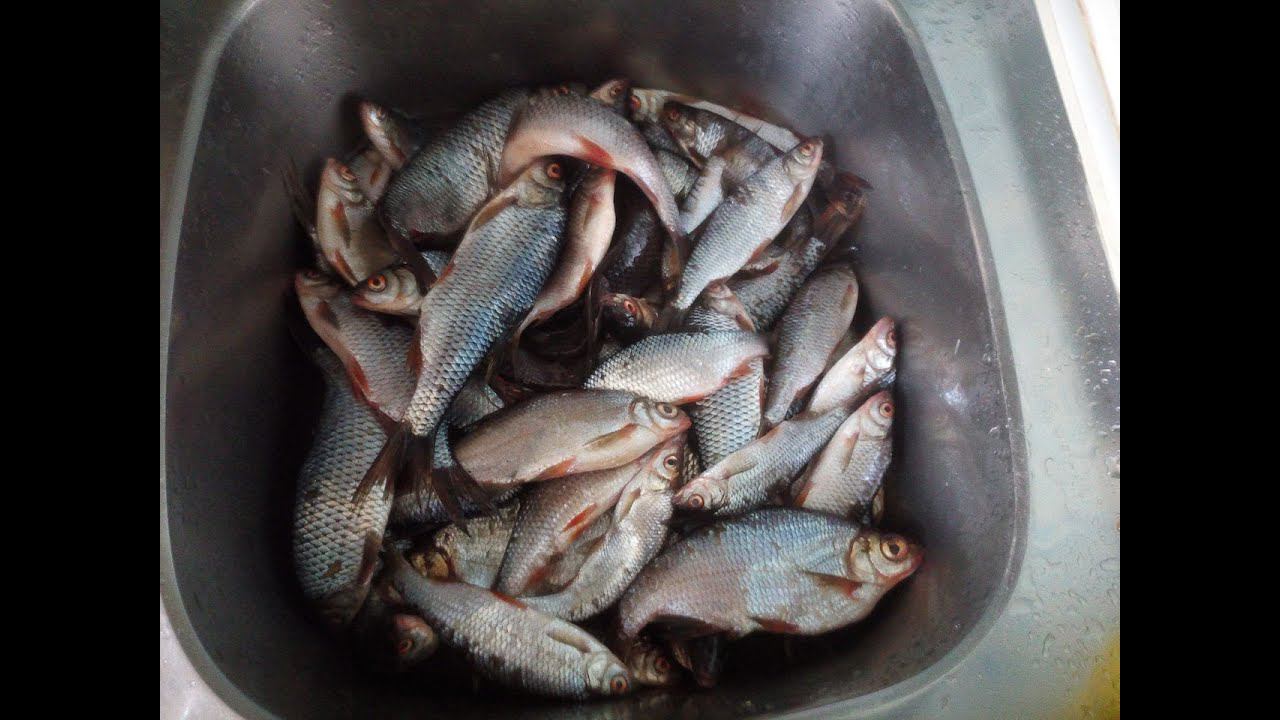 Весенняя плотва на Ладоге, Креницы 2016