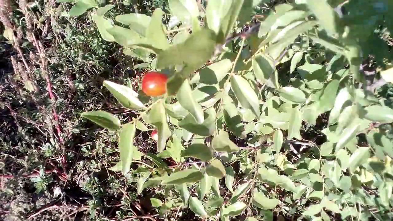 Созревание ЗИЗИФУСА (финика, унаби)