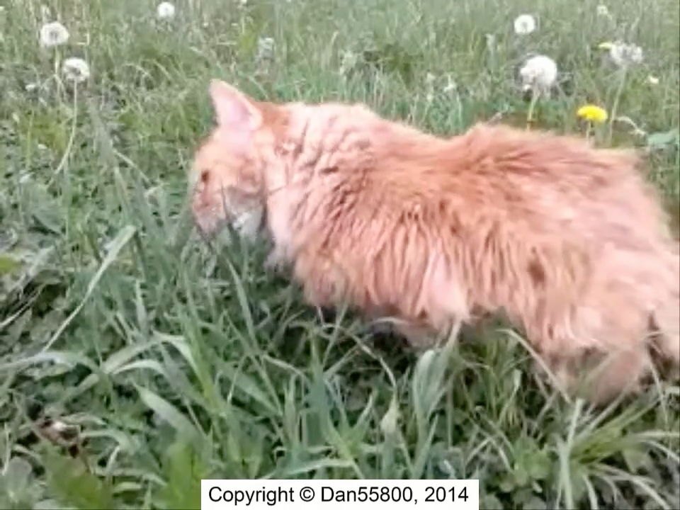 Кот ест траву